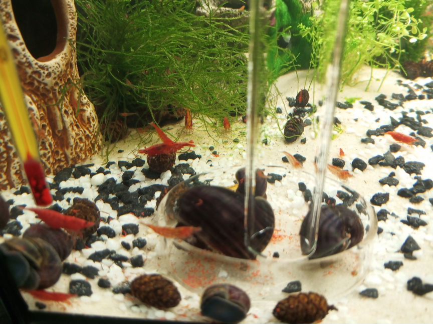 Креветки вишни