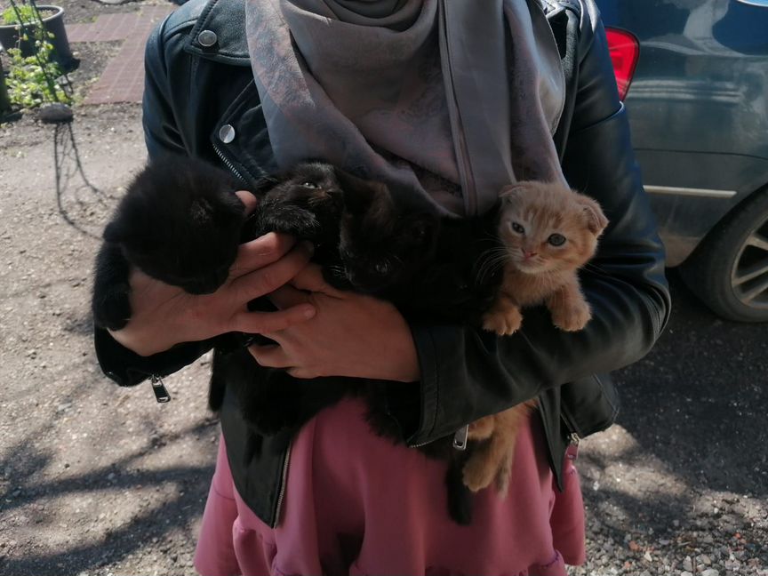 Котята в добрые руки
