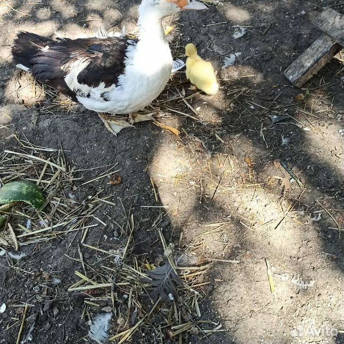Мускусные утки, селезень утёнок