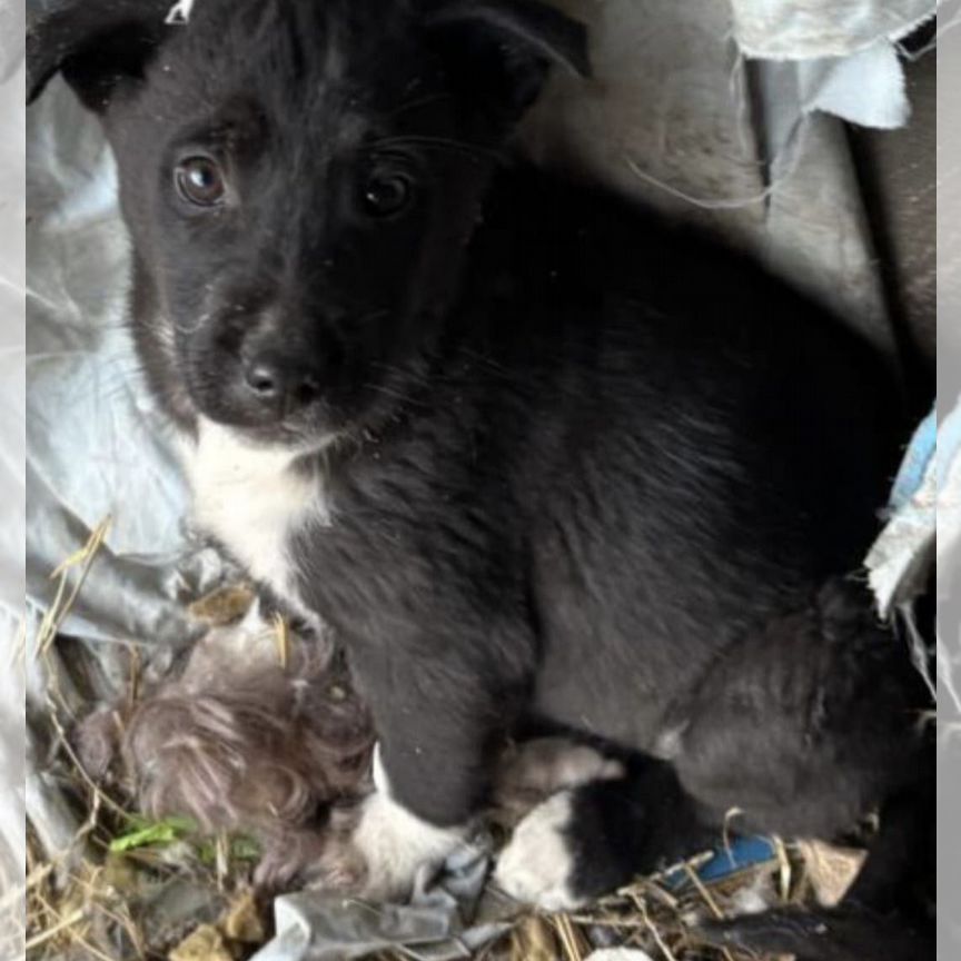 Щенок в добрые руки