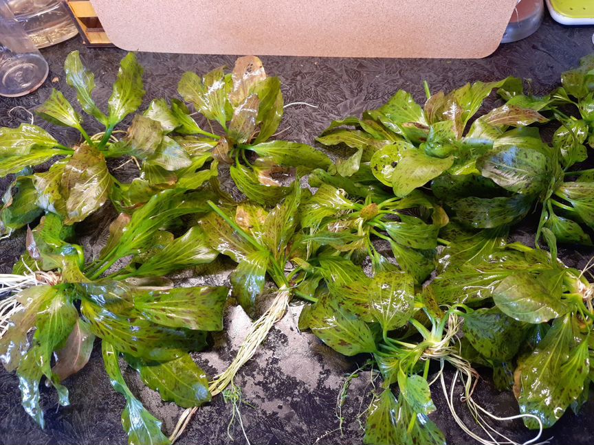 Аквариумные растения. Эхинодорус Оцелот