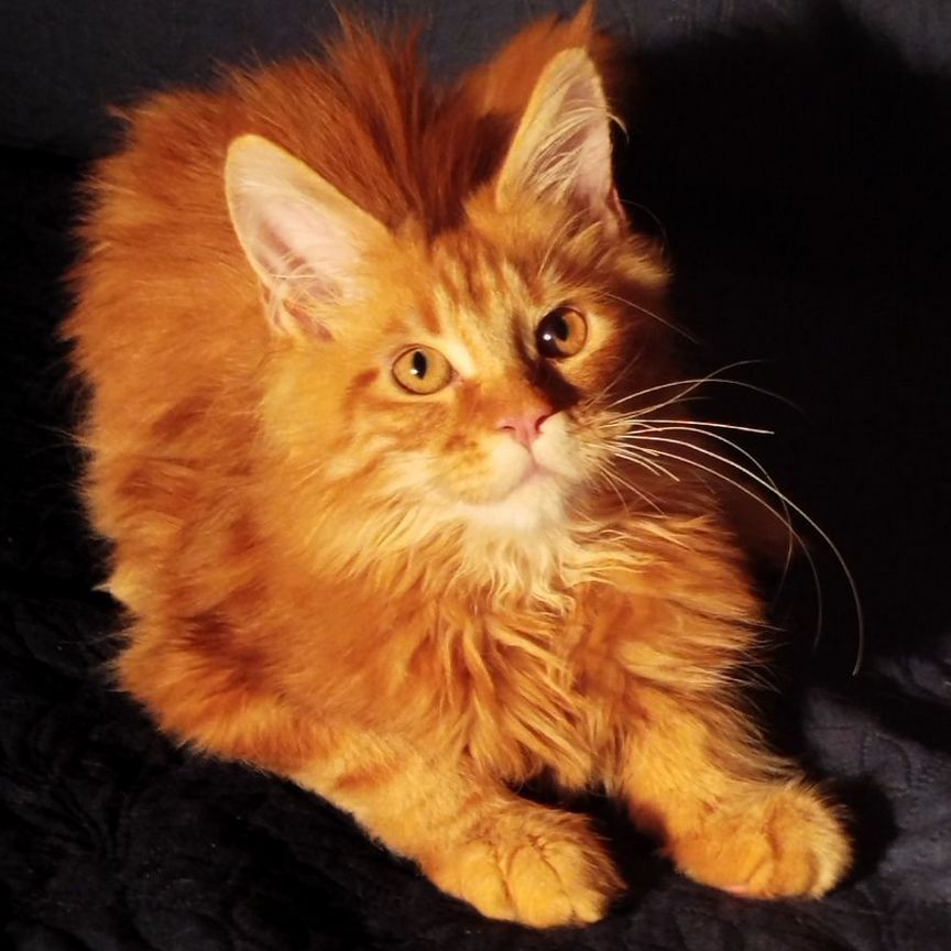 Мейн-кун котёнок