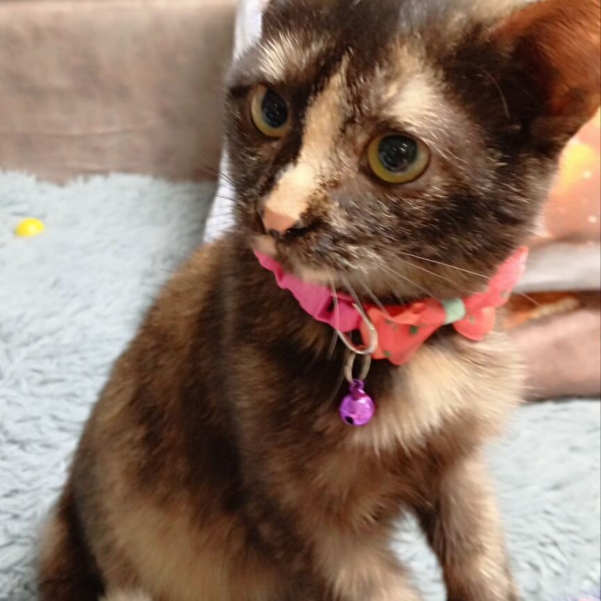 Трехшерстная бестия Дульсинея (Дуся)