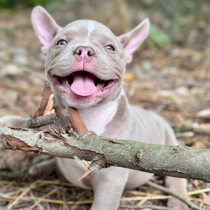 Американский булли, щенок