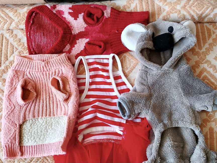 Комплект одежды для маленьких пород собак