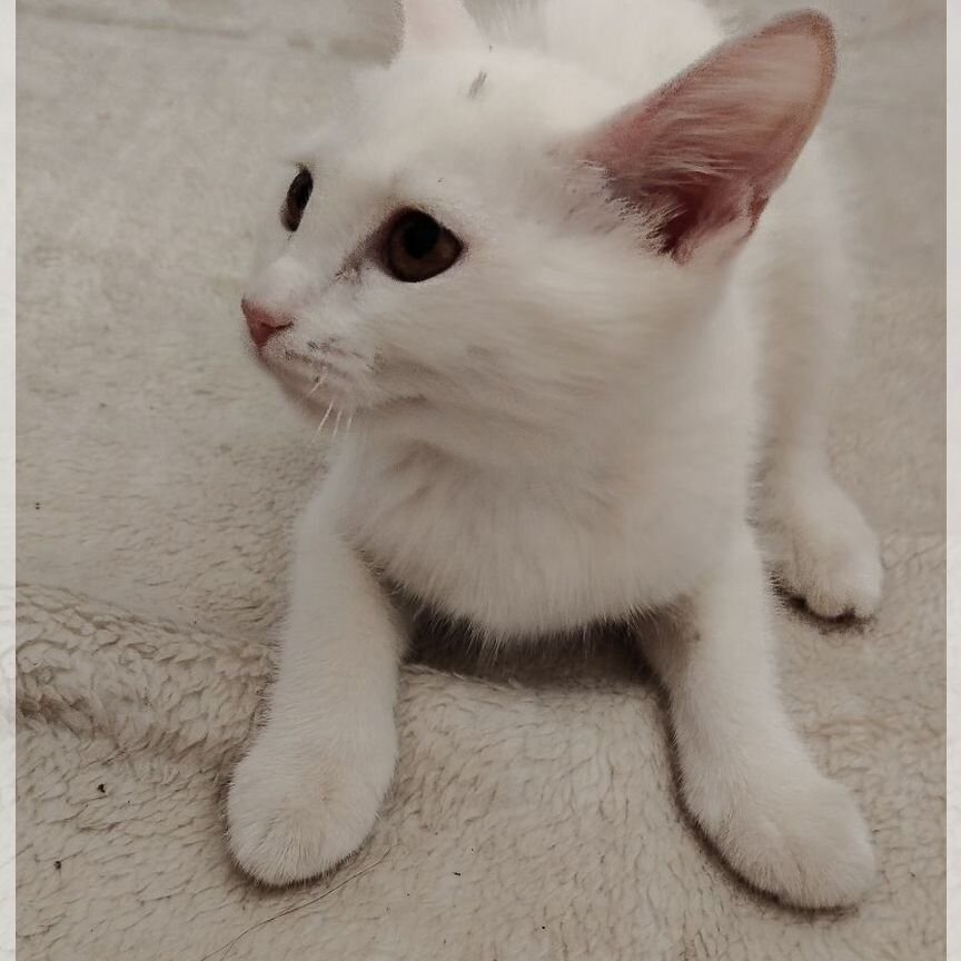 Котёнок от частного владельца