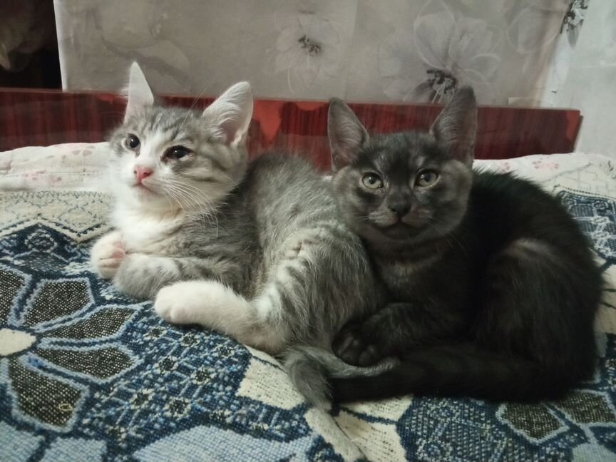 Котята в добрые руки,бесплатно мальчики
