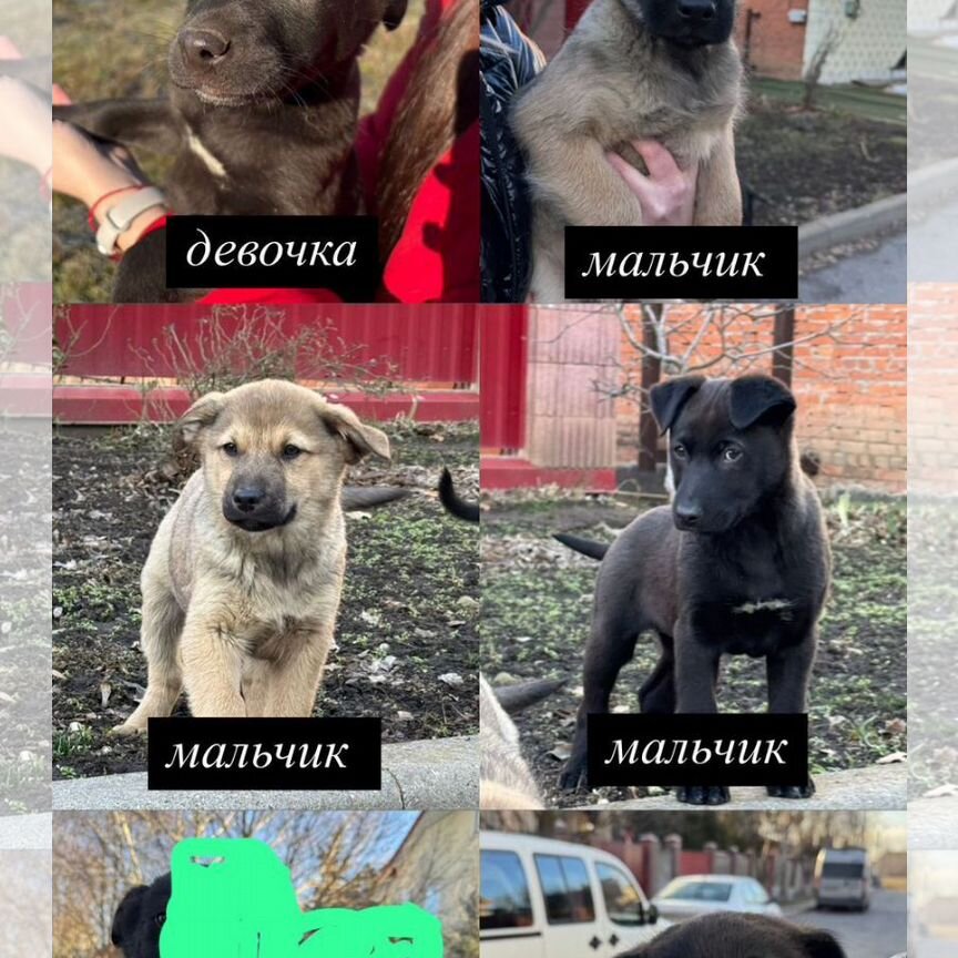 Щенки умные и красивые