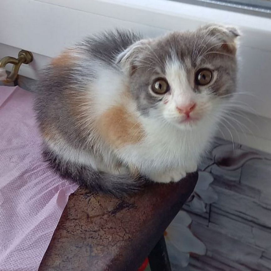 Вислоушки в дар