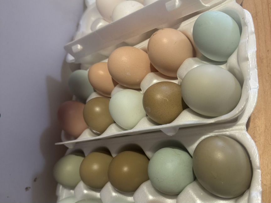 Инкубационное яйцо Билефельдер, Леггорн и микс