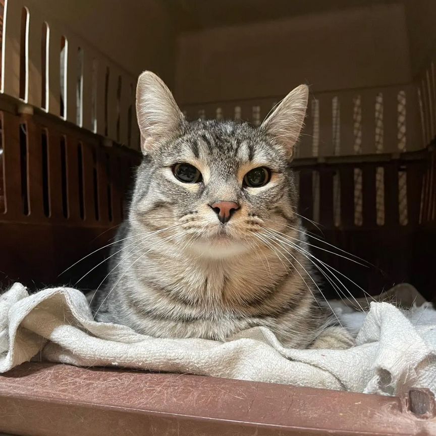 Отдаю в надёжные руки