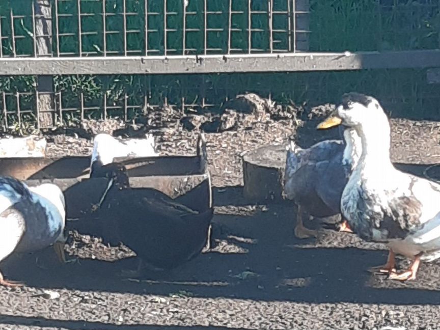 Продам уток "Фаворит "