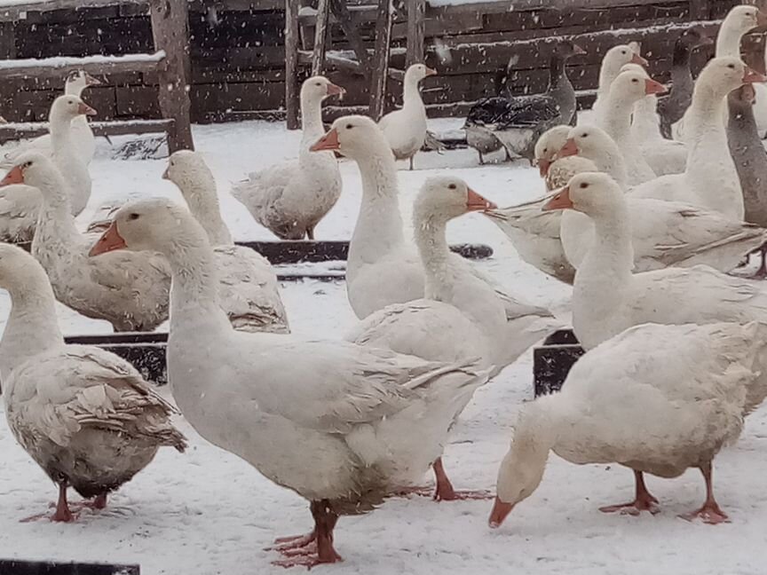 Гуси на Забой