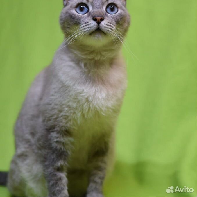 Спасенная с улицы красотка ищет дом