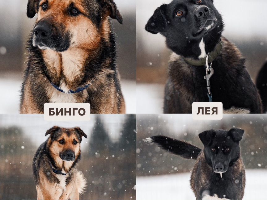 Собаки