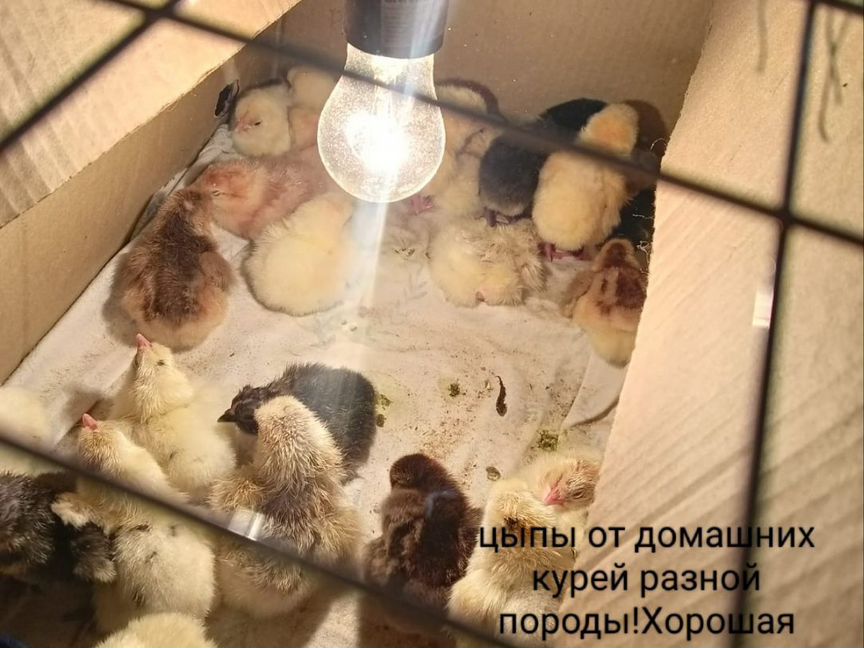Цыплята от домашних несушек