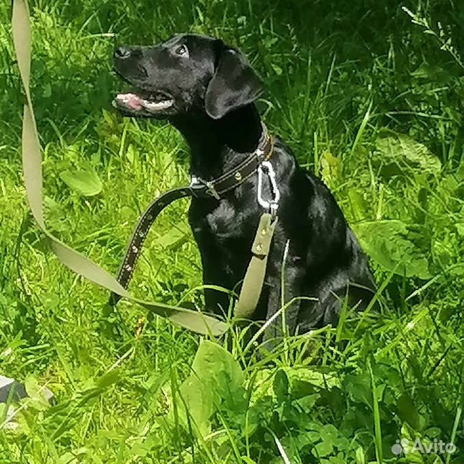 Продаю щенка лабрадора