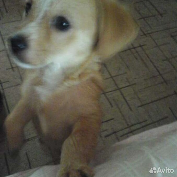 Отдам щенят,будут небольшие,смышленные, игривые)