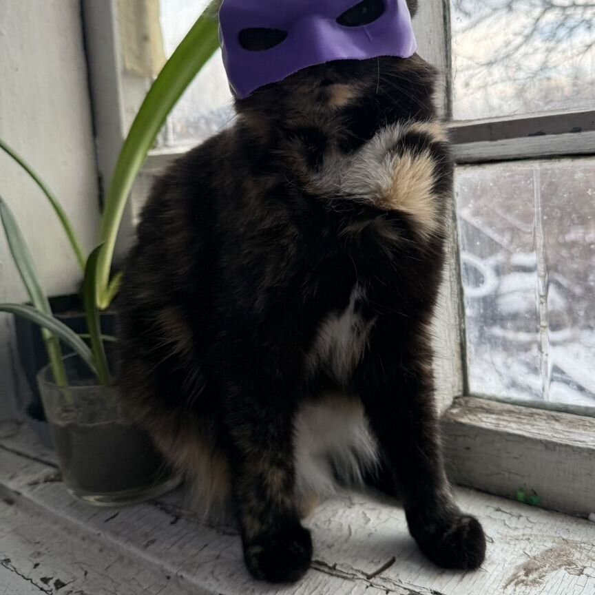 Маска шлем для кошки