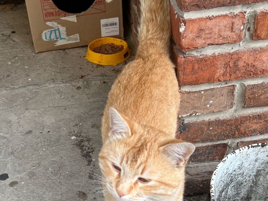 Котик в добрые руки