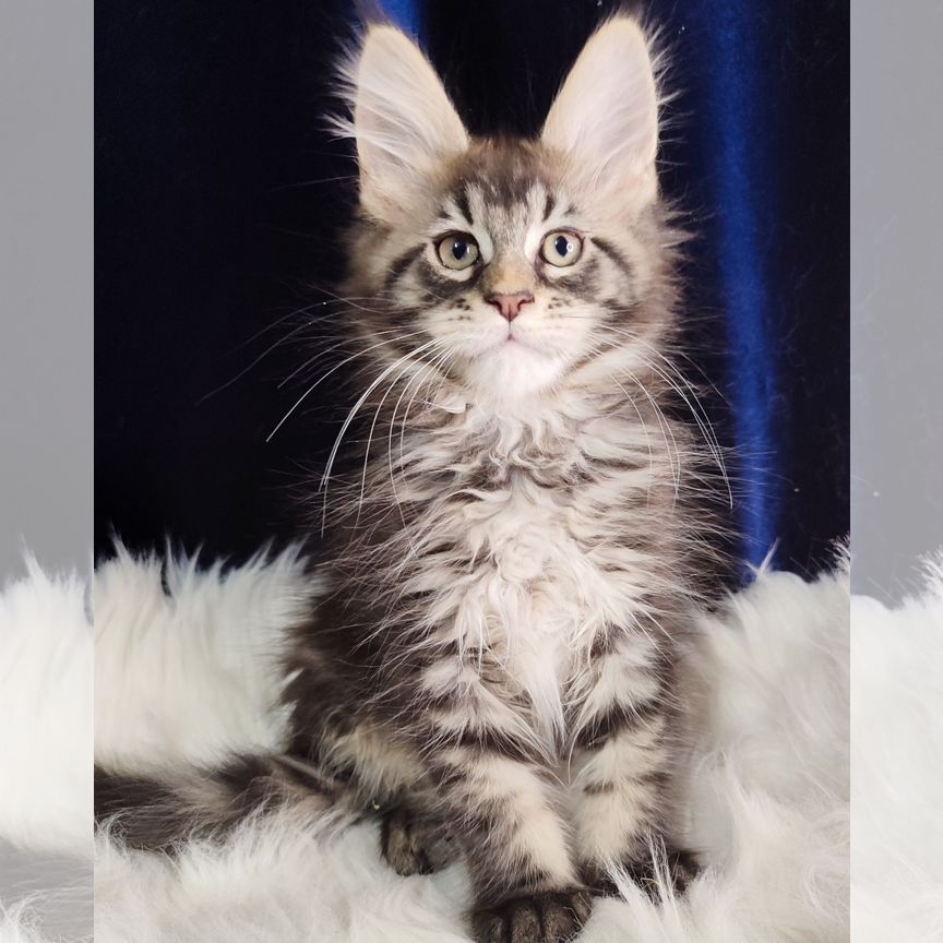 Мейн-кун котёнок