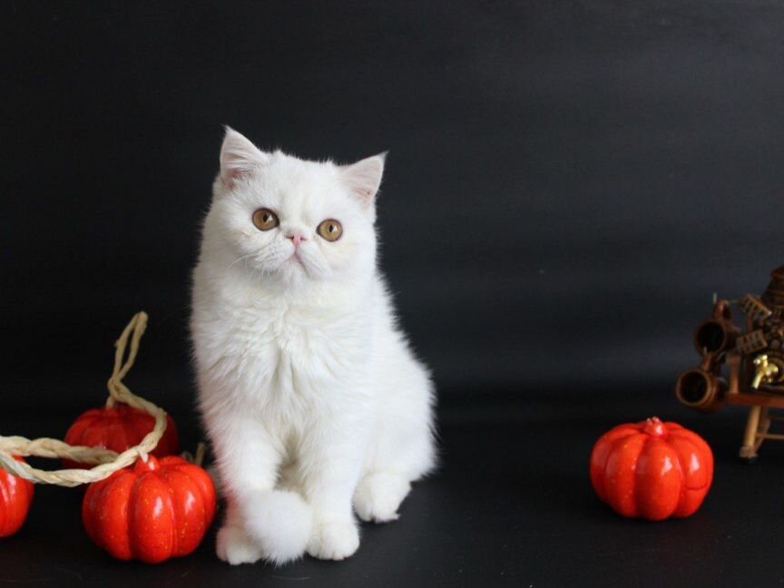 Белые экзотические котятки