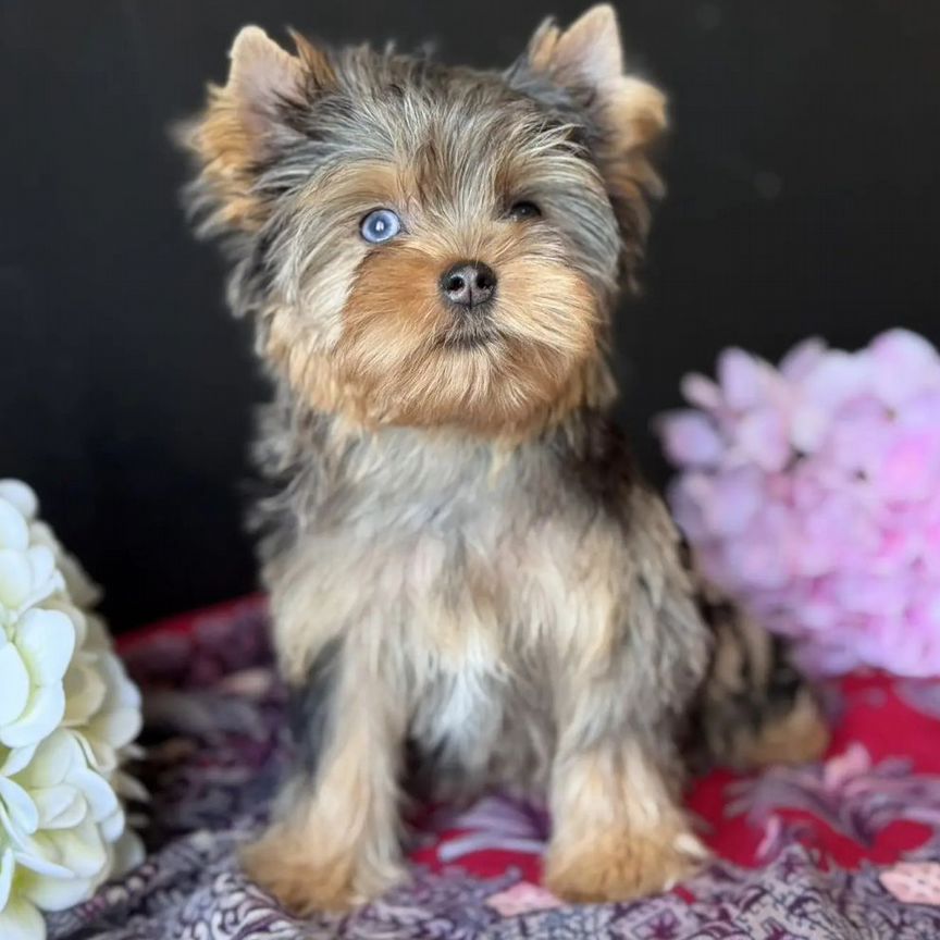 Йоркширский терьер, щенок