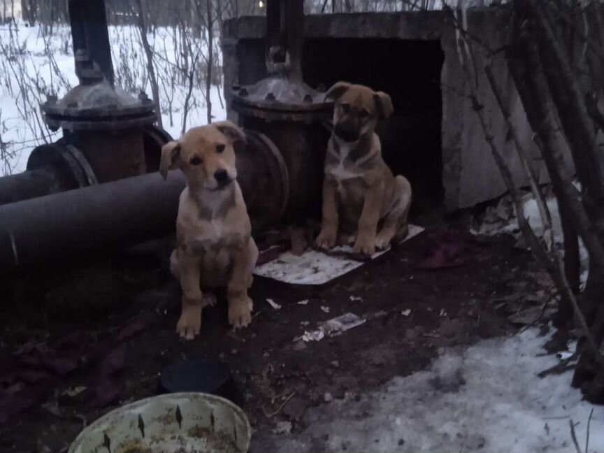 Помогите пожалуйста спасти