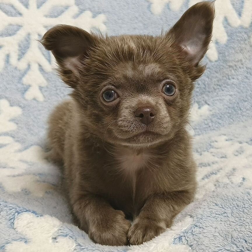 Чихуахуа, щенок