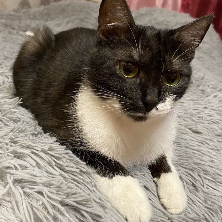 Взрослая, кошка в добрые руки