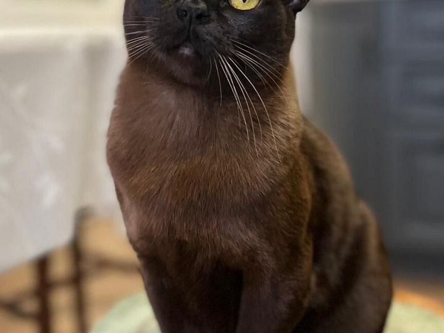 Бурманская