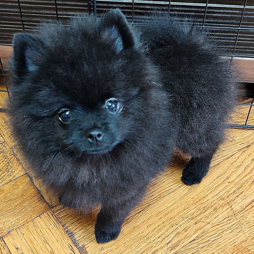 Немецкий шпиц, щенок