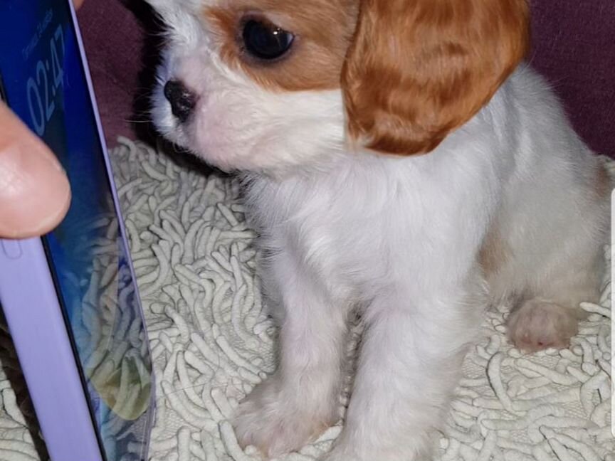 Кавалер кинг чарльз спаниель. Мальчик мини