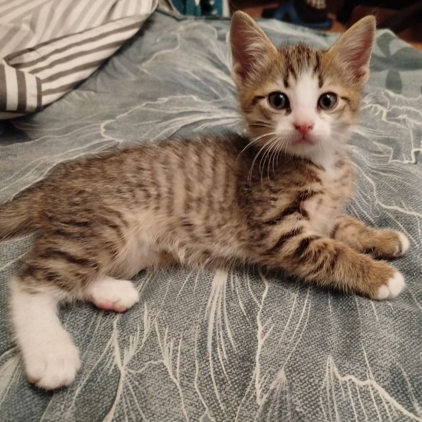 Котята ищят свой новый дом