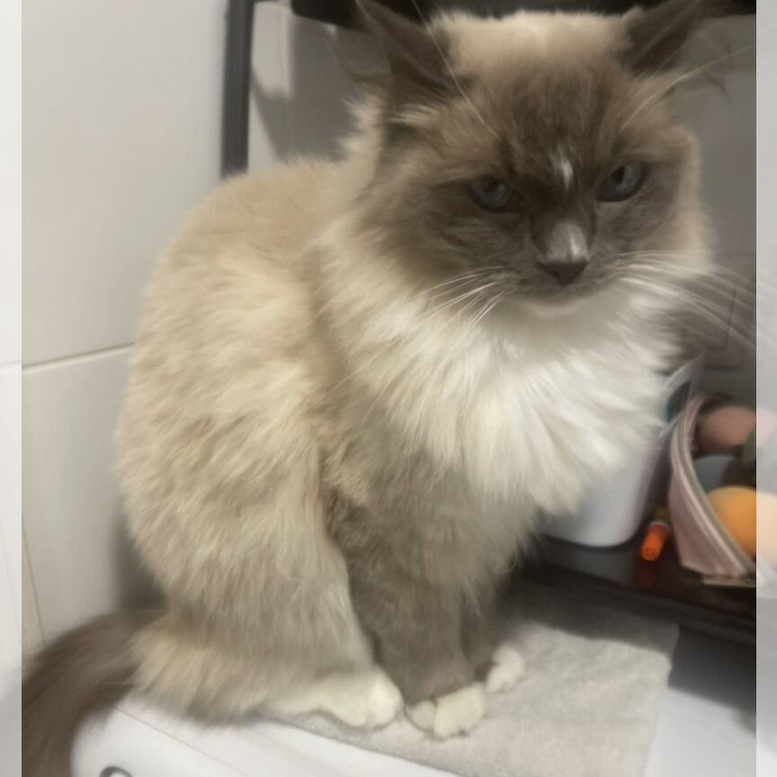 Рэгдолл, взрослая кошка