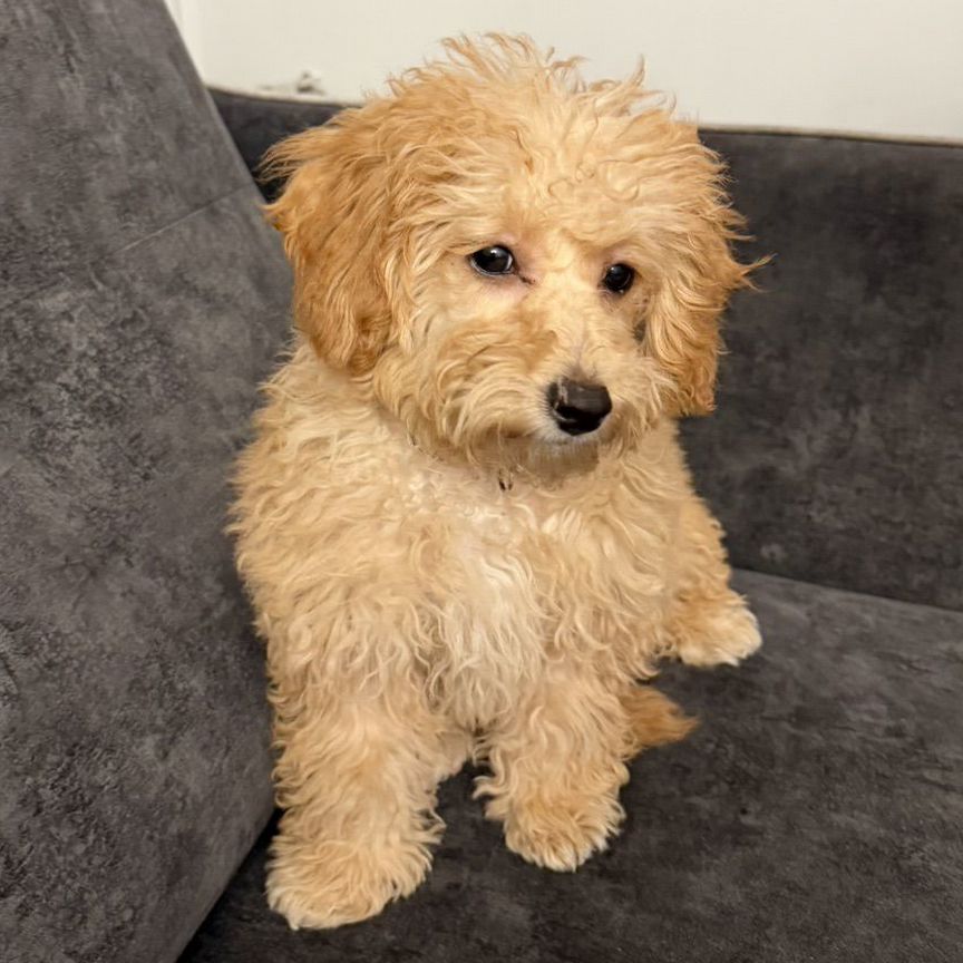 Мальтипу, щенок