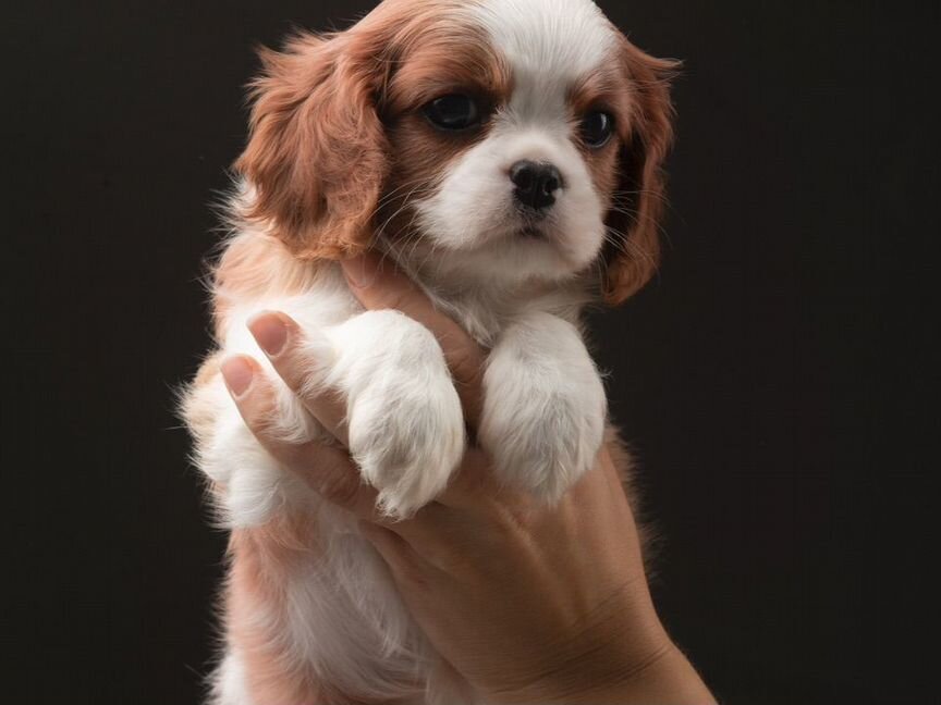 Кавалер Кинг чарльз спаниель девочка