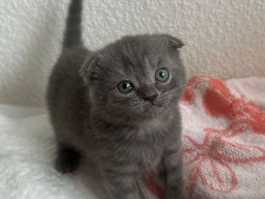 Продаю шатланца вислоухого