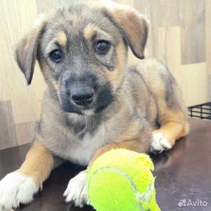 Щенуля красотуля в добрые руки