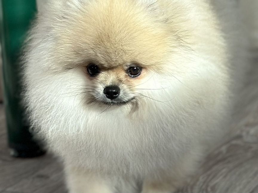 Померанский шпиц медвежьего типа