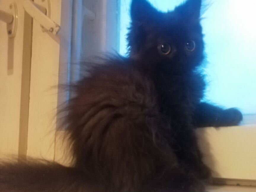 Смешная чёрная кошечка ищет новых друзей