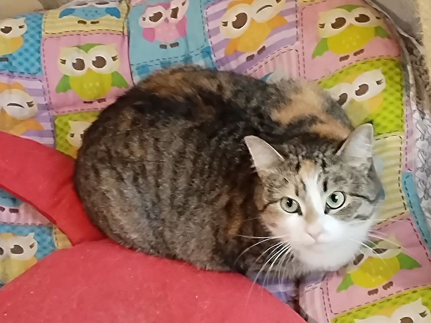 Кошка которую не замечают