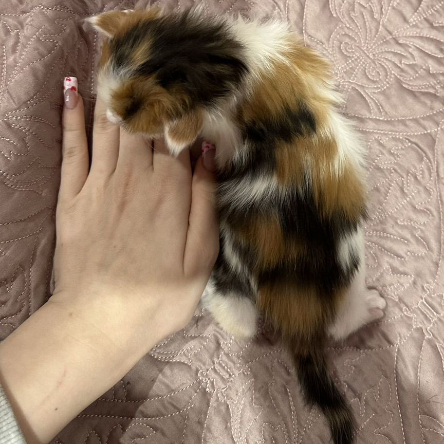 Мейн-кун котёнок