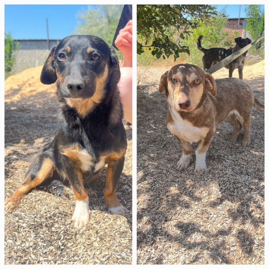 Таксовидные собачки в добрые руки