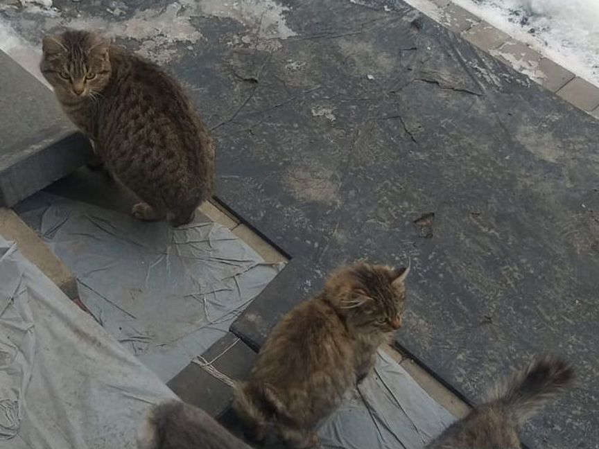 Кошки и котята на стройке