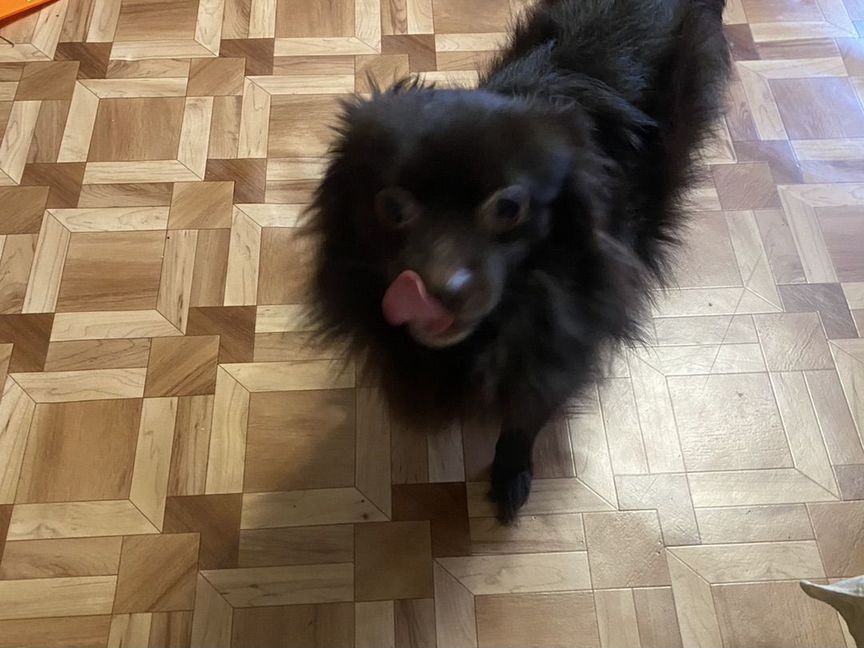 Собака породы Помчи