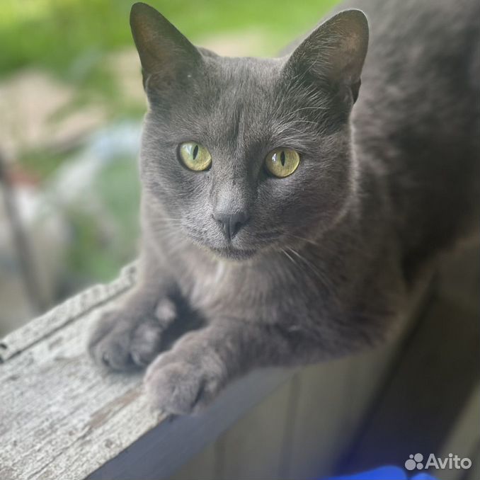 Русская голубая (кот) 8 лет