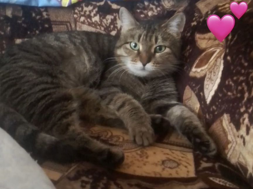 Необычная кошка. Можно в дом