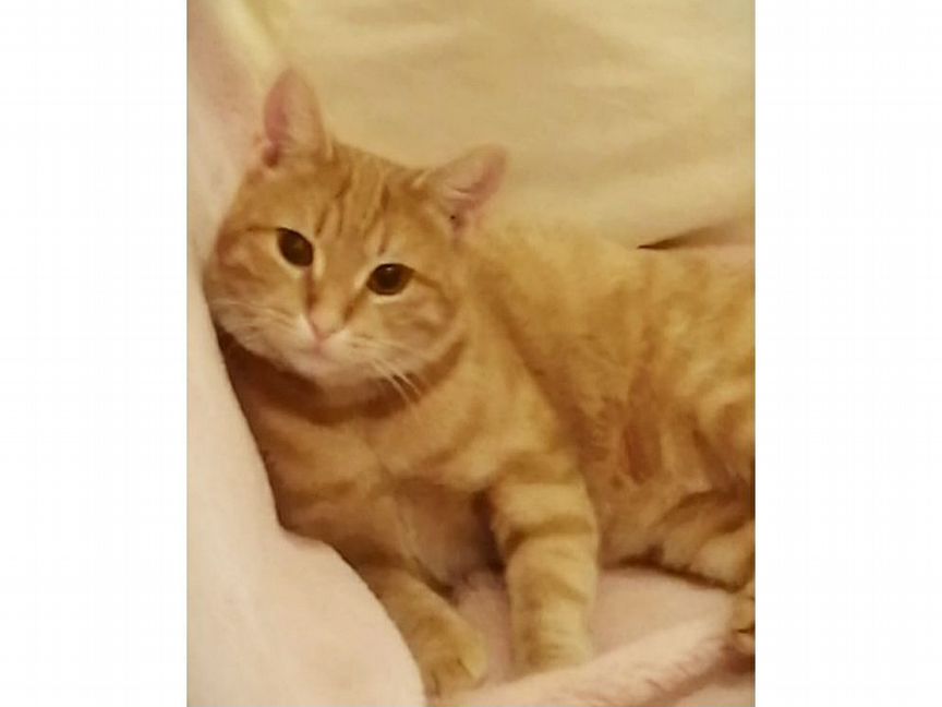 Кошка рыжая 2 года стерилизована