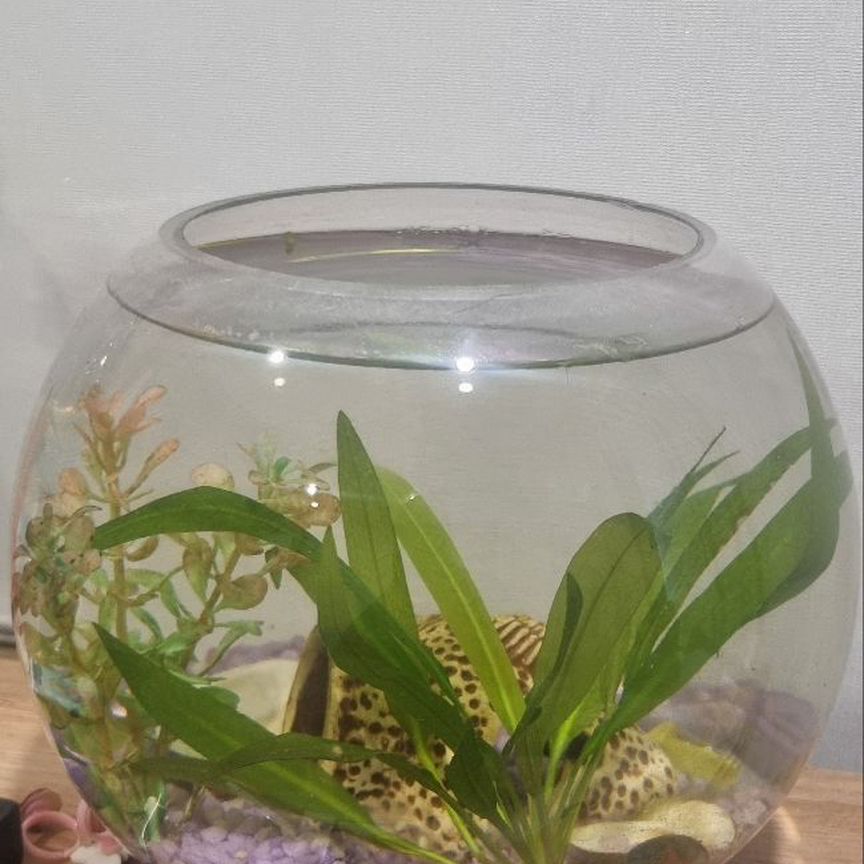 Аквариум шар 5 литров